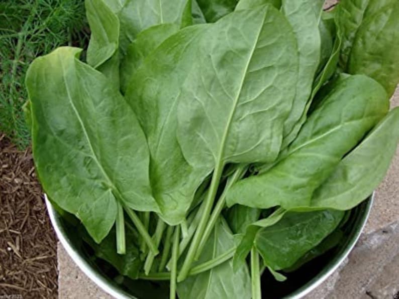 3.5g 3500+ Large Leaf SORREL- Lá Chua - Rumex Acetosa-non-gmo Heirloom ...