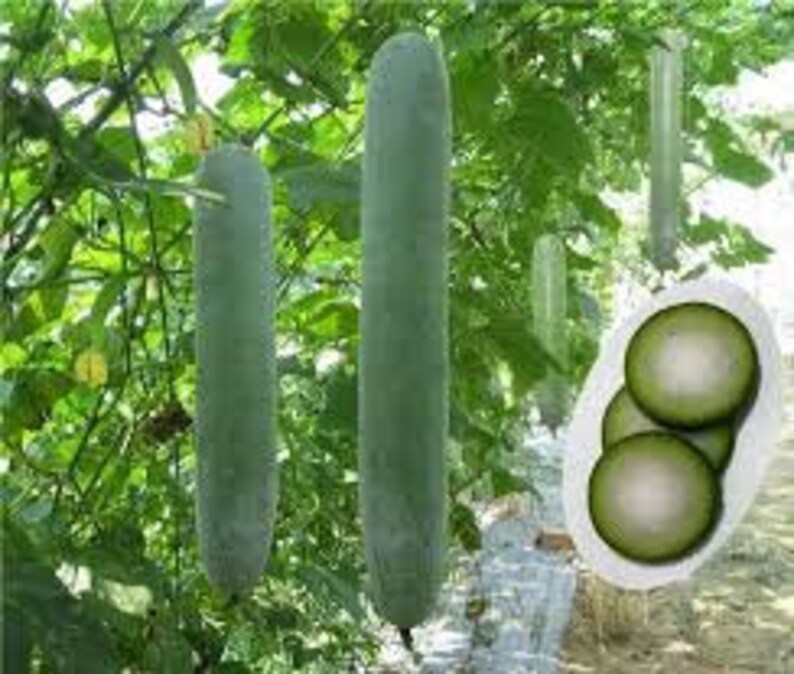20 Seeds - Dark Green Long Wax Gourd - Hạt Giống Bí Xanh Trái Dài _Bí ...