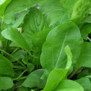 3.5g 3500+ Large Leaf SORREL- Lá Chua - Rumex Acetosa-non-gmo Heirloom ...