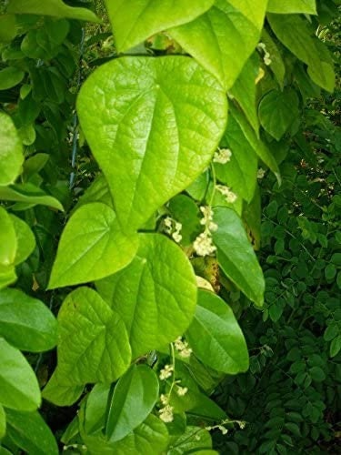 30 Seeds SUONG SÂM Long,tropical Herb Natural Green Vine Jelly Plant ...