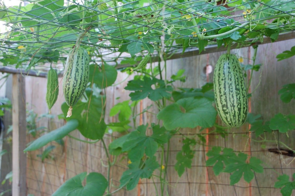 20 DUA GANG Dua Bo Asian Yellow Stripe Melon Conomon Seeds - Etsy