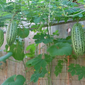 20 DUA GANG ( Dua Bo)- Asian Yellow Stripe Melon Conomon Seeds - Etsy