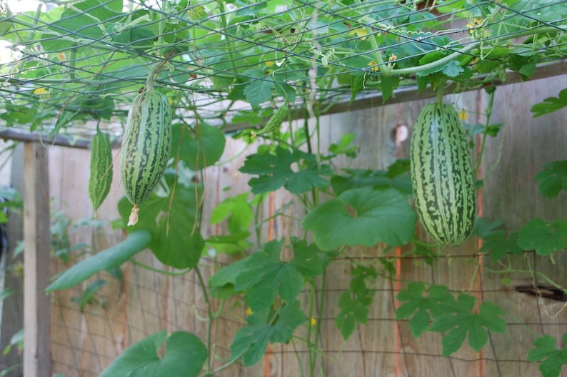 20 DUA GANG Dua Bo Asian Yellow Stripe Melon Conomon Seeds - Etsy