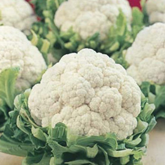 2g 500 All Year Round CAULIFLOWER Heirloom Seeds | Etsy