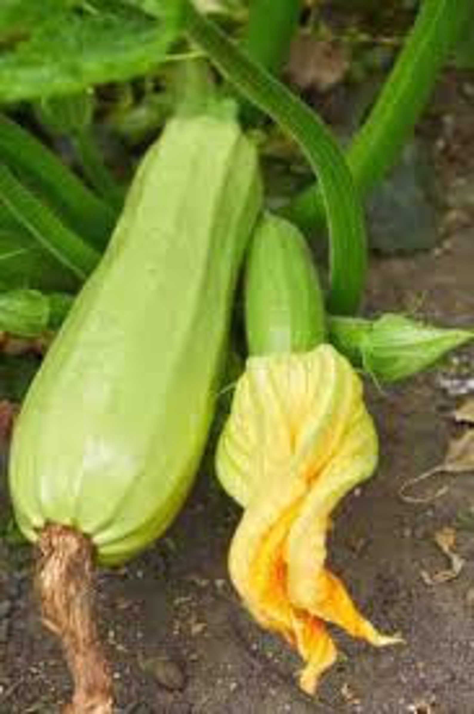 20 Seeds MARROW WHITE Summer Squash Heirloom Seeds Non GMO - Etsy