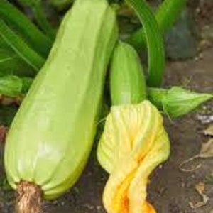 20 Seeds - MARROW WHITE Summer Squash- Heirloom Seeds- Non GMO - Etsy