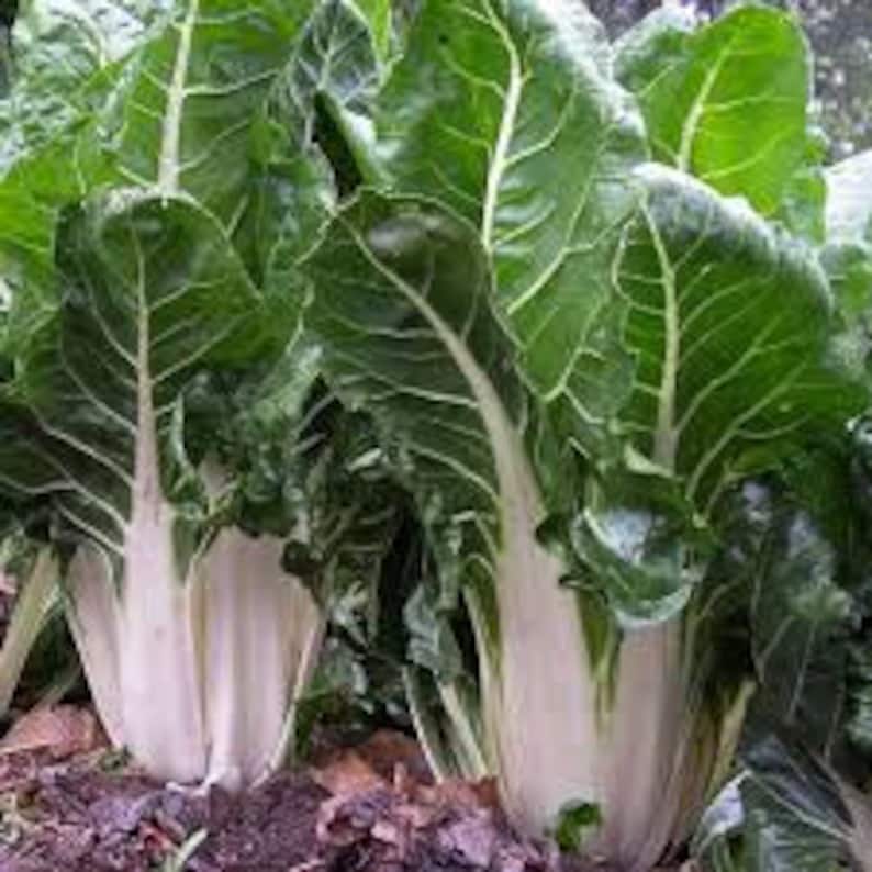 5g- 300 Seeds- Large White Ribbed Swiss Chard Seeds- Heirloom-non GMO ...