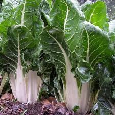 5g- 300 Seeds- Large White Ribbed Swiss Chard Seeds- Heirloom-non GMO ...