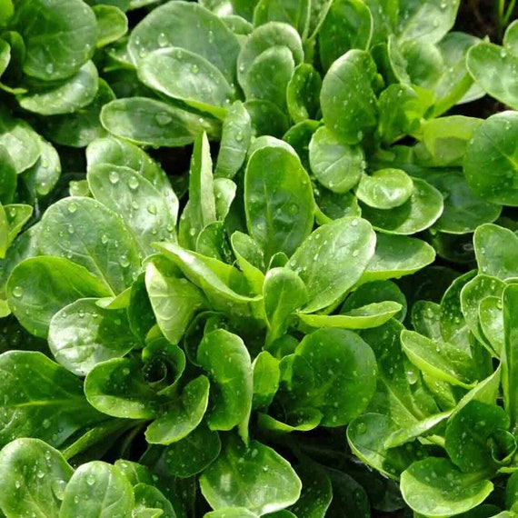 500 Seeds Dutch Corn Salad-mache Lamb's Lettuce Seeds - Etsy