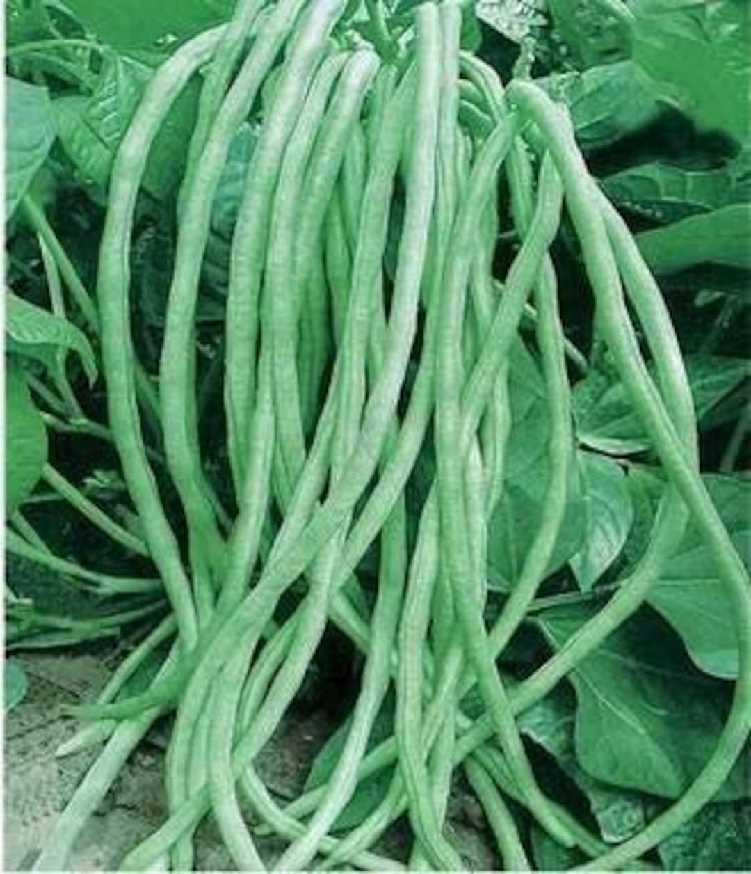 15 Đâ.u Đüa Lùn-bush Type Yard Long Bean Seeds - Etsy