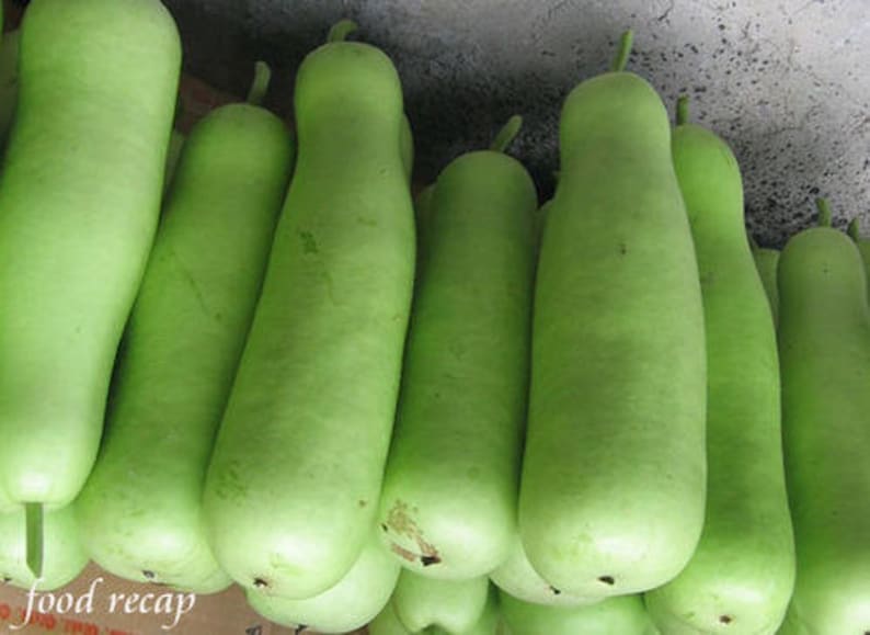 15 Seeds - NAM TAO YAO Short Bottle Gourd( 12-14 Inches Long)- Upo(opo ...