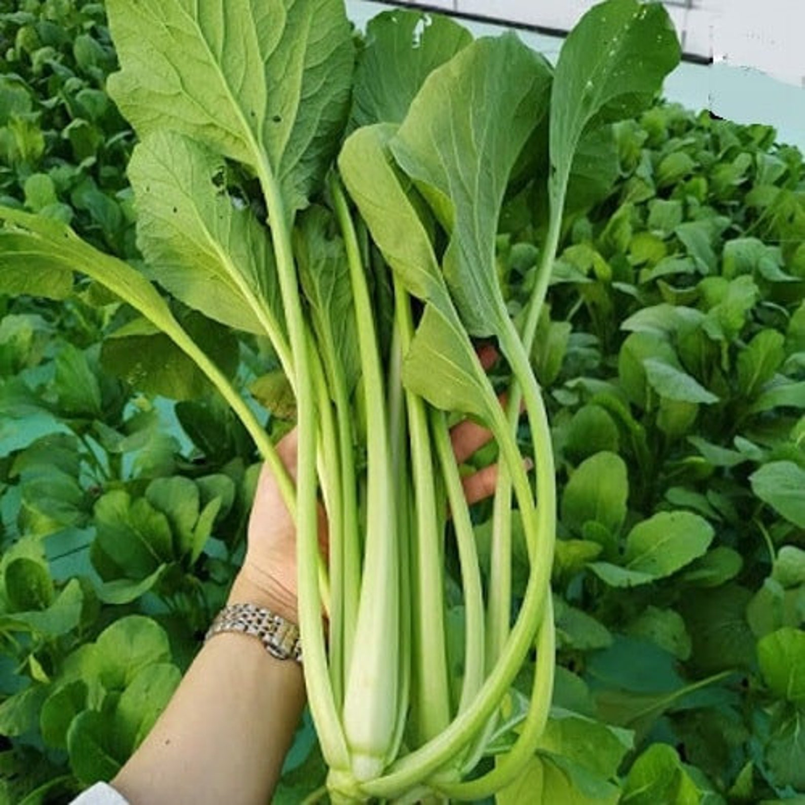2g 1000 Seeds Vietnamese Choy Sum Cãi Ngo.t Choy Sum - Etsy
