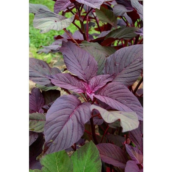 Lydia Yuan's Instagram, Twitter & Facebook on IDCrawl