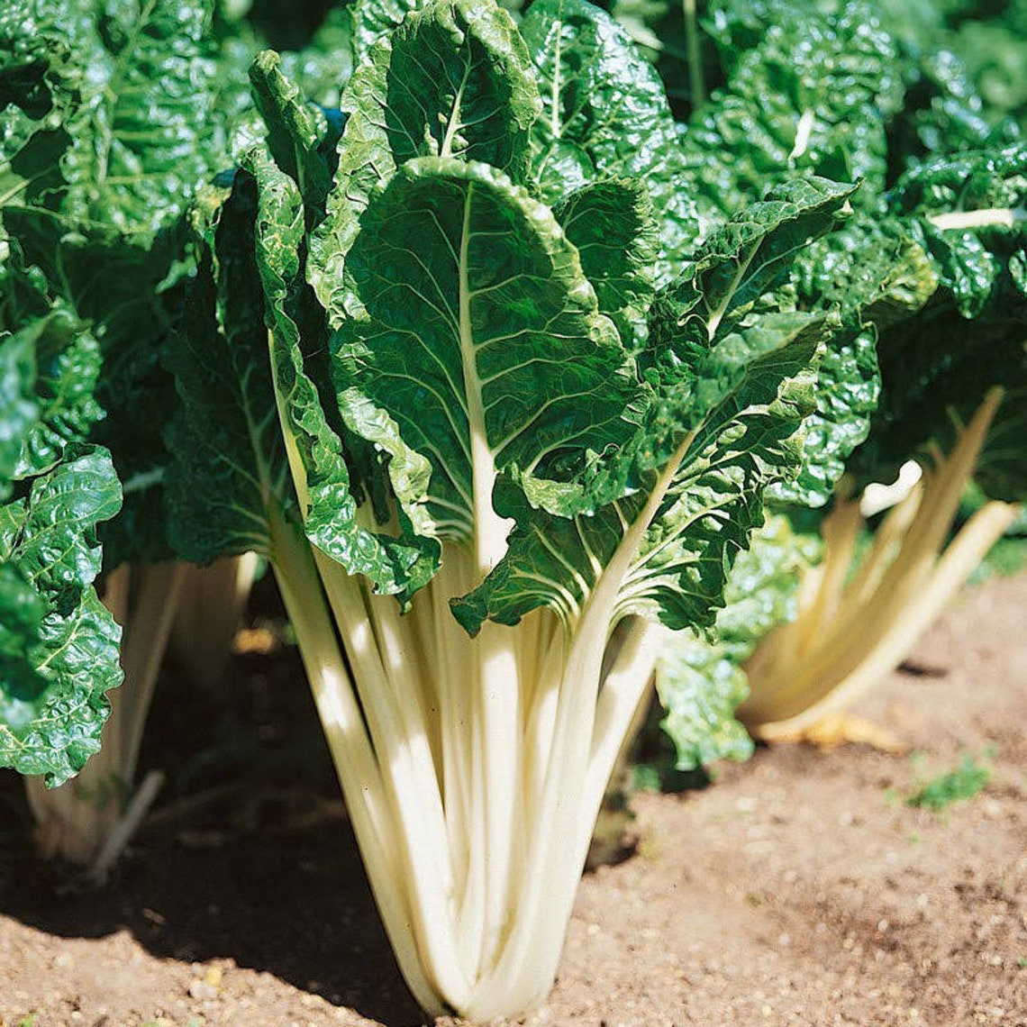 5g- 300 Seeds- Large White Ribbed Swiss Chard Seeds- Heirloom-non GMO ...