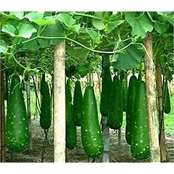 10 Seeds Hybrid Bottle Gourd NAM TAO YAI Bâ'u Sao | Etsy