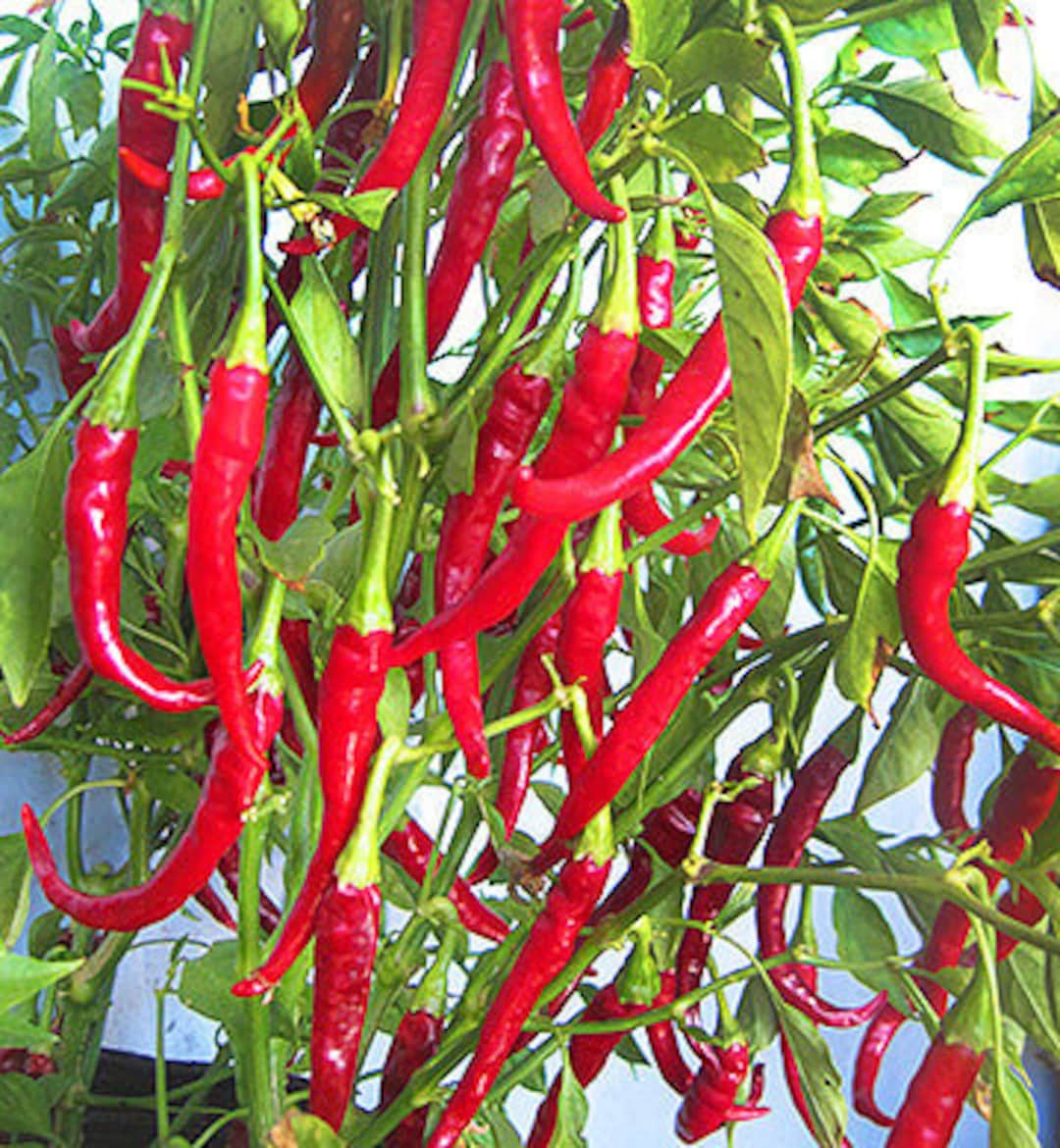 100 Thai Long Red Thin Hot Cayenne Pepper Seeds - Heirloom Non GMO - Etsy