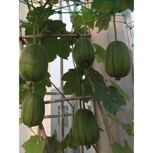 5 APPLE LUFFA -round Tasty F1 Sponge Gourd Seeds- Hybrid Seed- Very ...