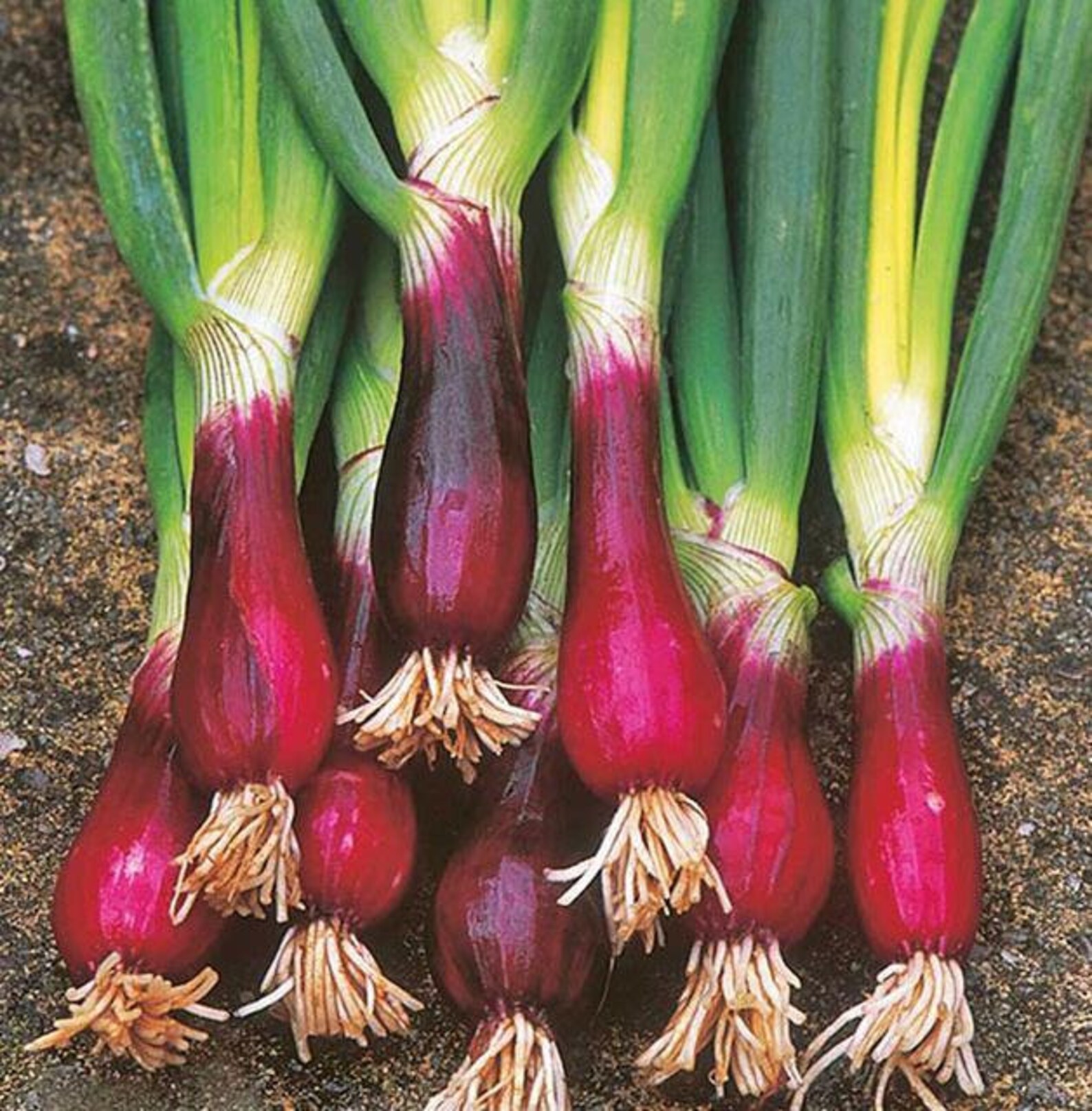 2g 1000 RED BEARD Japanese Bunching Onion Seeds- Allium Fistulosum - Etsy