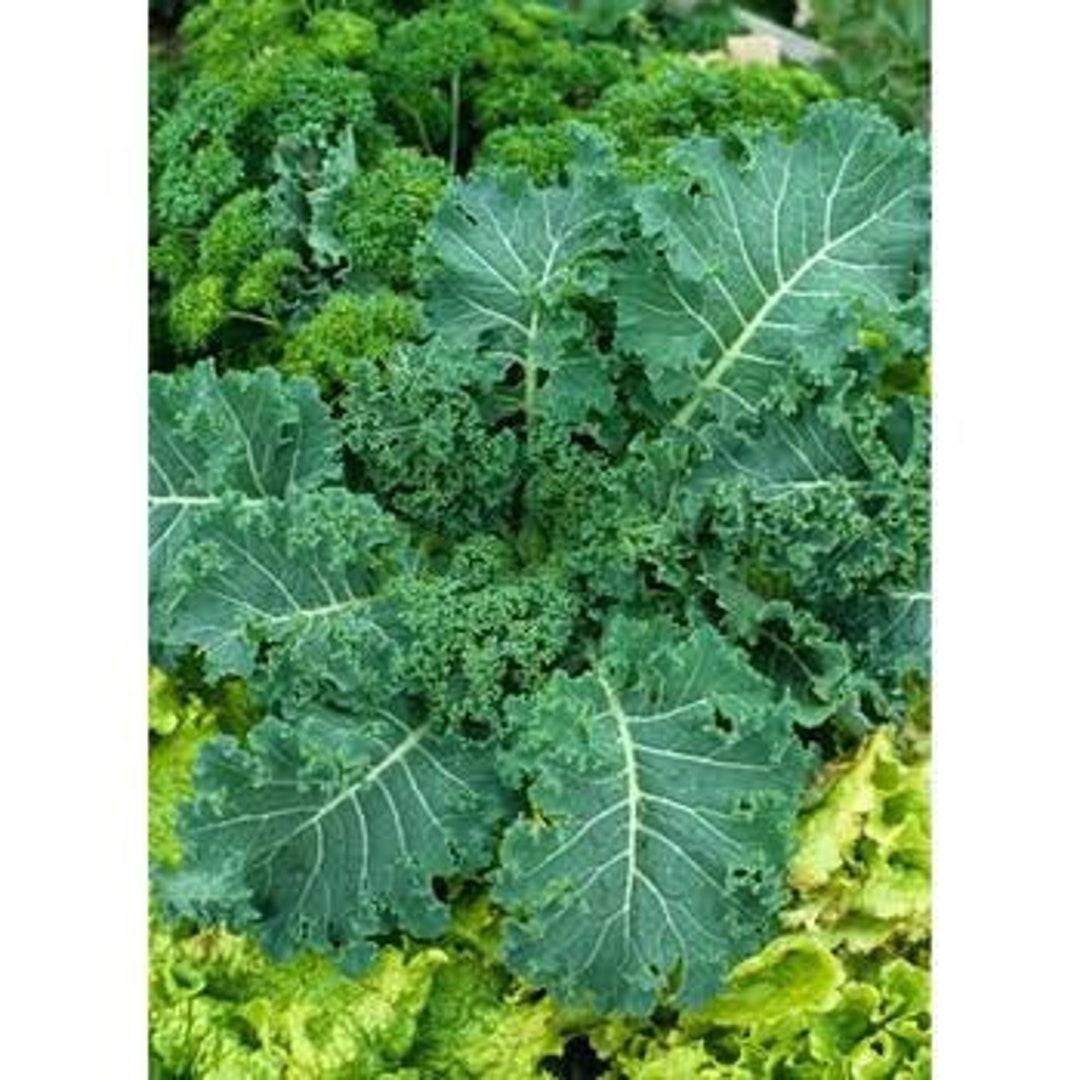 2000-4g DWARF SIBERIAN IMPROVED Kale Seeds, Heirloom - Etsy