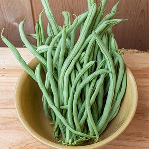 20 Seeds - FORTEX Pole Green Bean - Long Bean - Đâ.u Que Trái Dài Thân ...