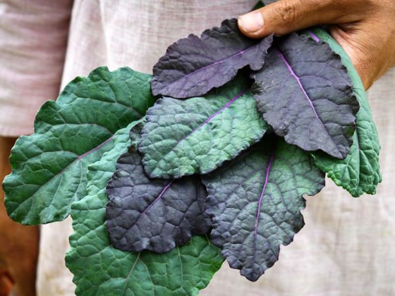 500 Seeds Organic DAZZLING BLUE Kale Seeds - Etsy
