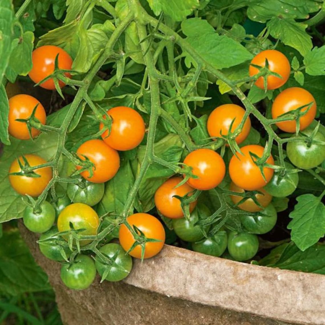 10 SUN GOLD F1 Tomato Seeds | Etsy
