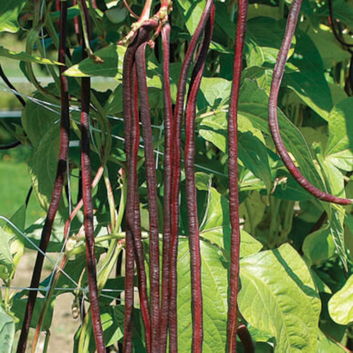 30 Seeds Red Noodle Pole Bean Yard Long Bean Đâ.u đūa đo - Etsy