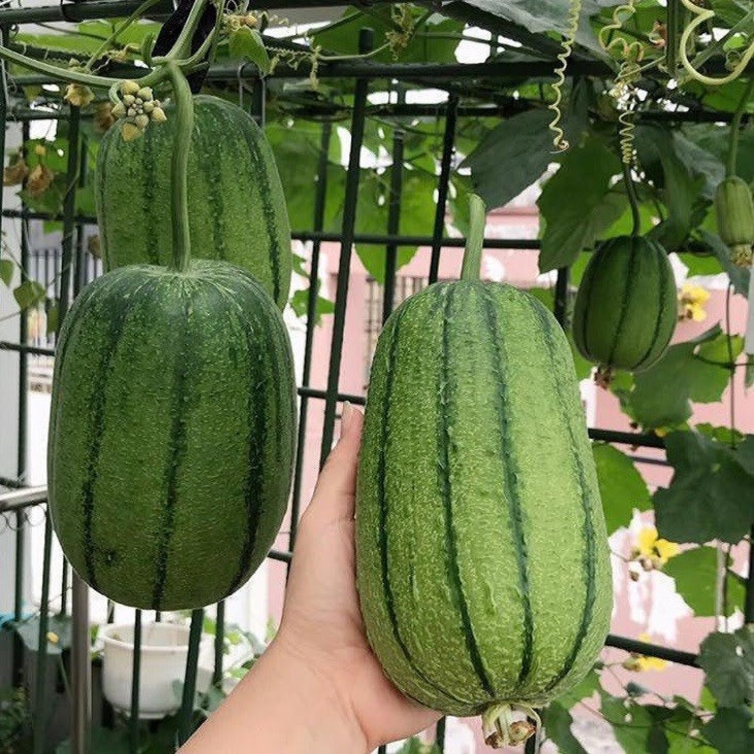 5 APPLE LUFFA -round Tasty F1 Sponge Gourd Seeds- Hybrid Seed- Very ...