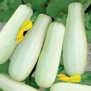 20 Seeds - MARROW WHITE Summer Squash- Heirloom Seeds- Non GMO - Etsy