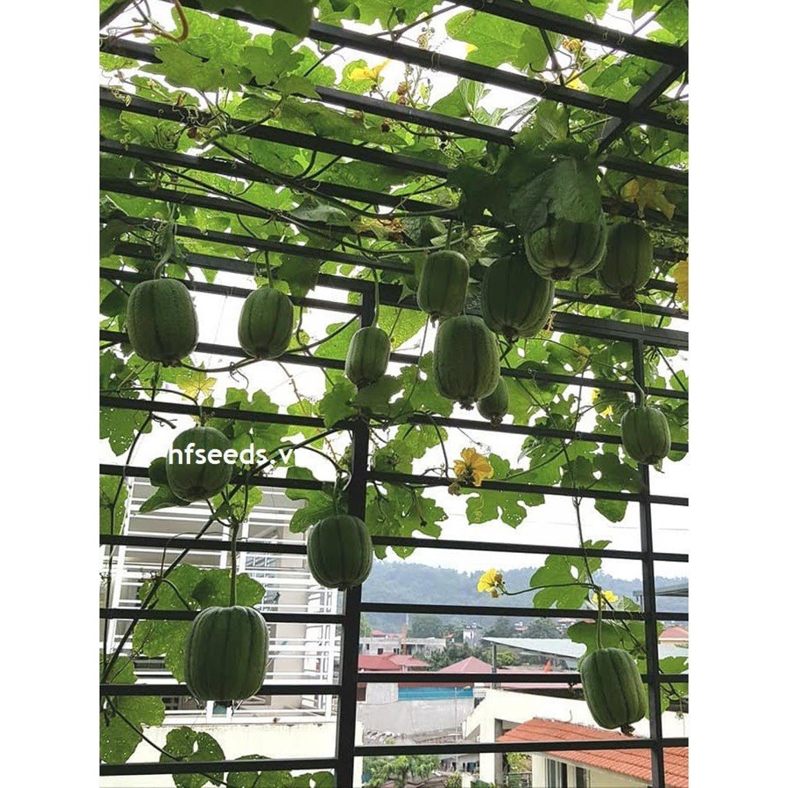 5 APPLE LUFFA round Tasty F1 Sponge Gourd Seeds Hybrid Seed - Etsy