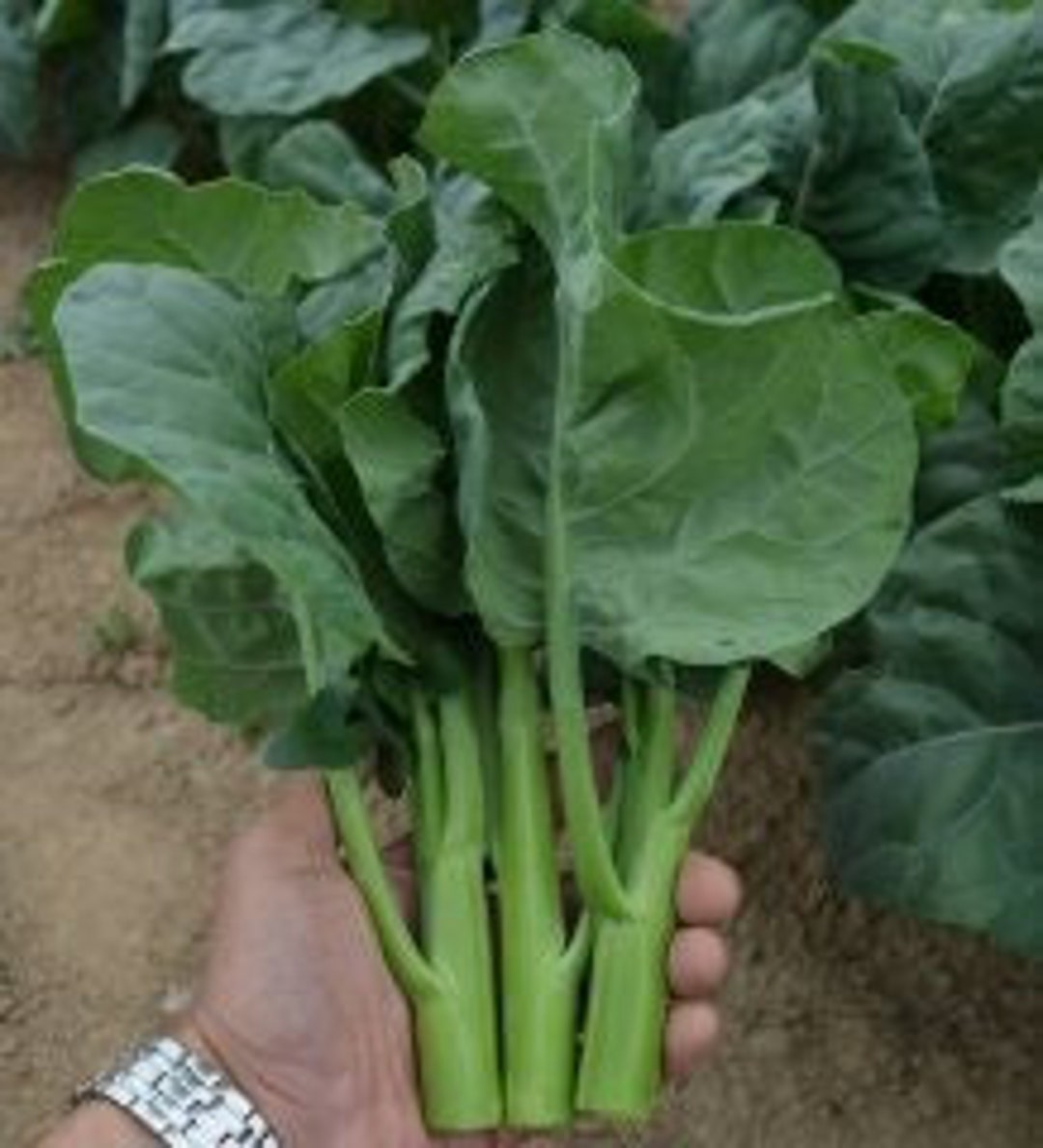 2g Seeds - Early Jade Hybrid - GAILAN Gai Lan- Cải Làn- Kailan Kale ...