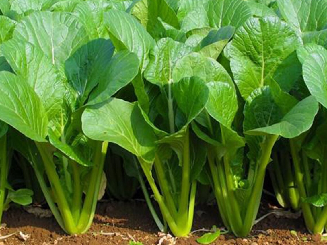 2g 1000 Seeds - Vietnamese Choy Sum - Cãi Ngo.t - Choy Sum Cabbage ...
