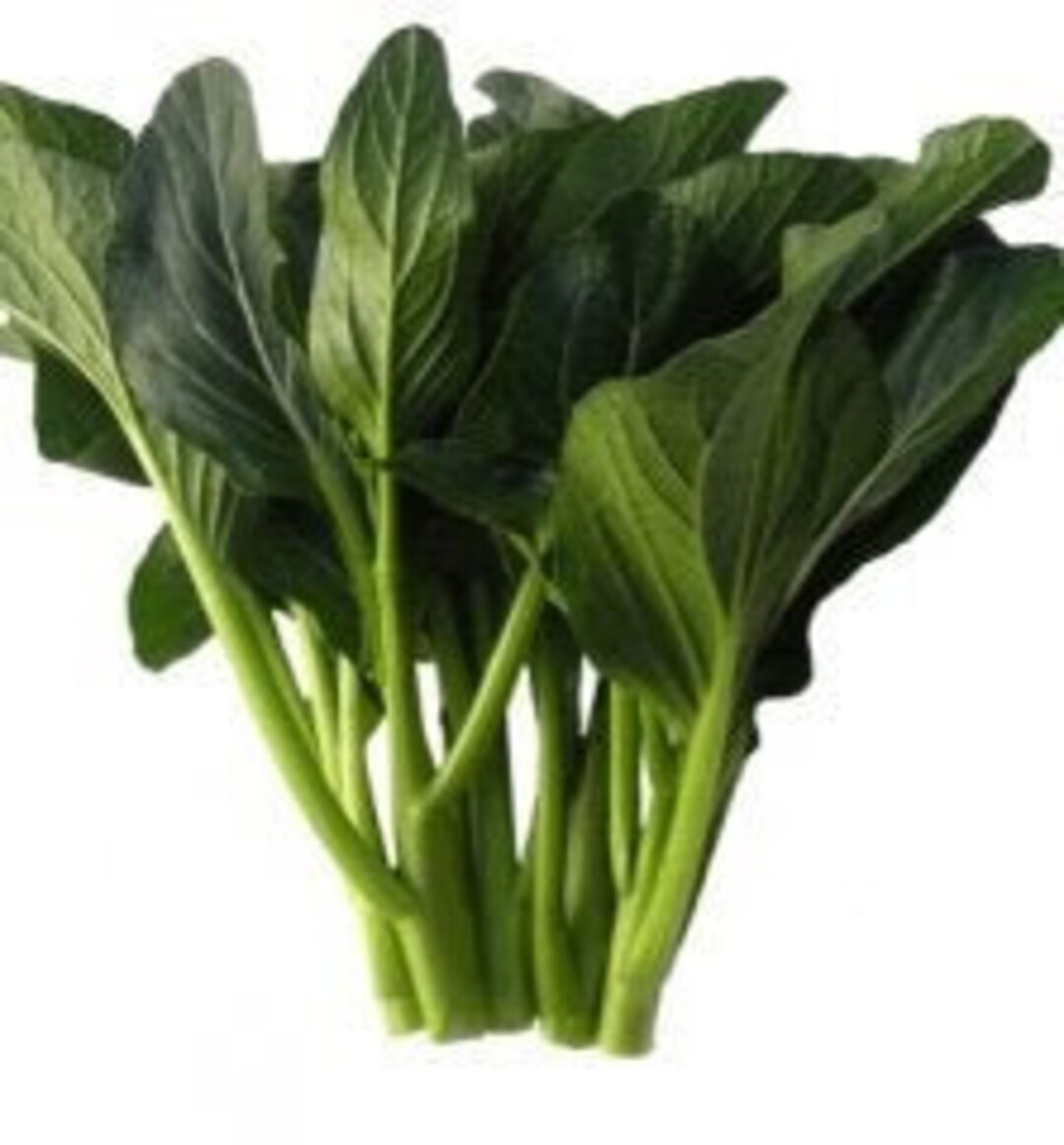 1500+5g JUNG GREEN ,YUCHOI , Choi Sum, Cai Ngong(cai Ngot) Seeds - Etsy