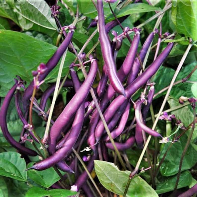 40 Seeds- Royal Burgundy Green Bush Bean Seeds- Heirloom-non GMO Seeds ...