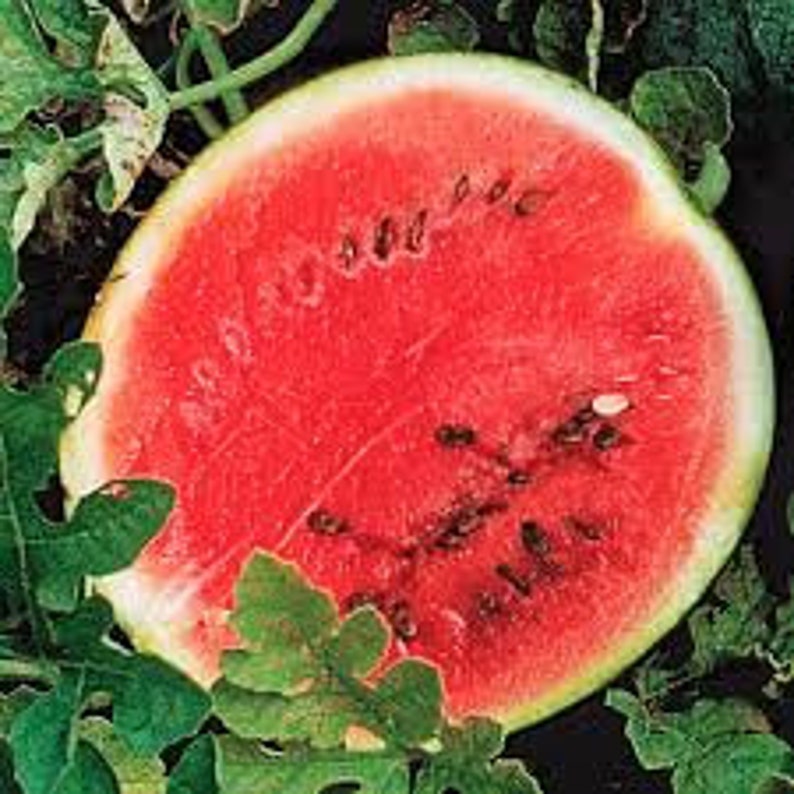 50 Seeds- SUGAR BABY Small Watermelon- Heirloom Seeds Non GMO - Etsy