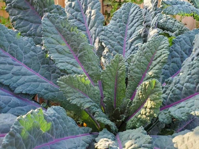 500 Seeds Organic DAZZLING BLUE Kale Seeds - Etsy