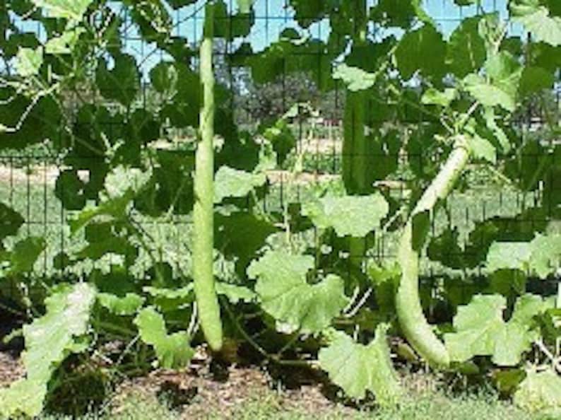 15 CUCUZZI (ITALIAN EDIBLE) Gourd Seeds, Vietnamese Bâu Trái Dài - Etsy