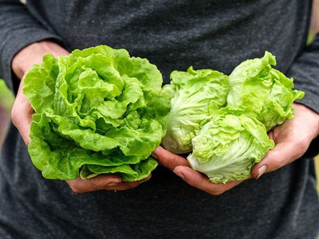 2g 2000 TOM THUMB Lettuce - Cute and Small Head Leaf Lettuce Seeds - Etsy