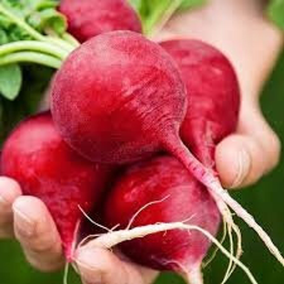 3g- 225+ Seeds- German Giant Radish Seeds- Heirloom-non GMO Seeds- 30 ...