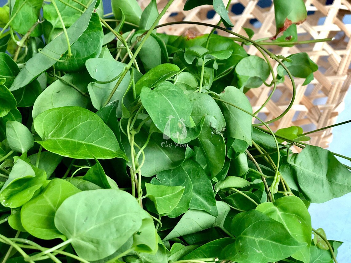 5 LÁ GIANG - River Leaf Vine - Aganonerion- Sour Leaf Seeds- Limited ...
