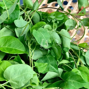 5 LÁ GIANG - River Leaf Vine - Aganonerion- Sour Leaf Seeds- Limited ...