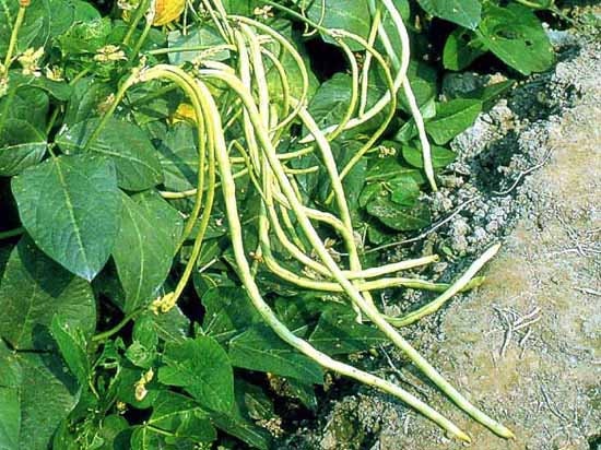 15 Đâ.u Đüa Lùn-bush Type Yard Long Bean Seeds - Etsy