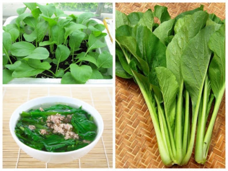 2g 1000 Seeds - Vietnamese Choy Sum - Cãi Ngo.t - Choy Sum Cabbage ...