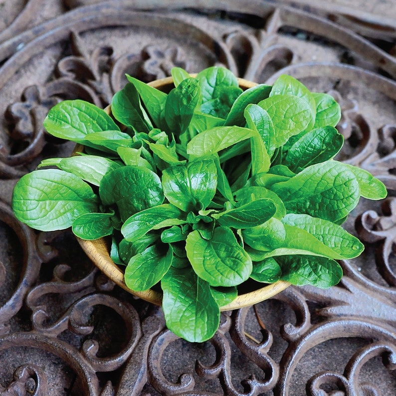 500 Seeds Dutch Corn Salad-mache Lamb's Lettuce Seeds - Etsy