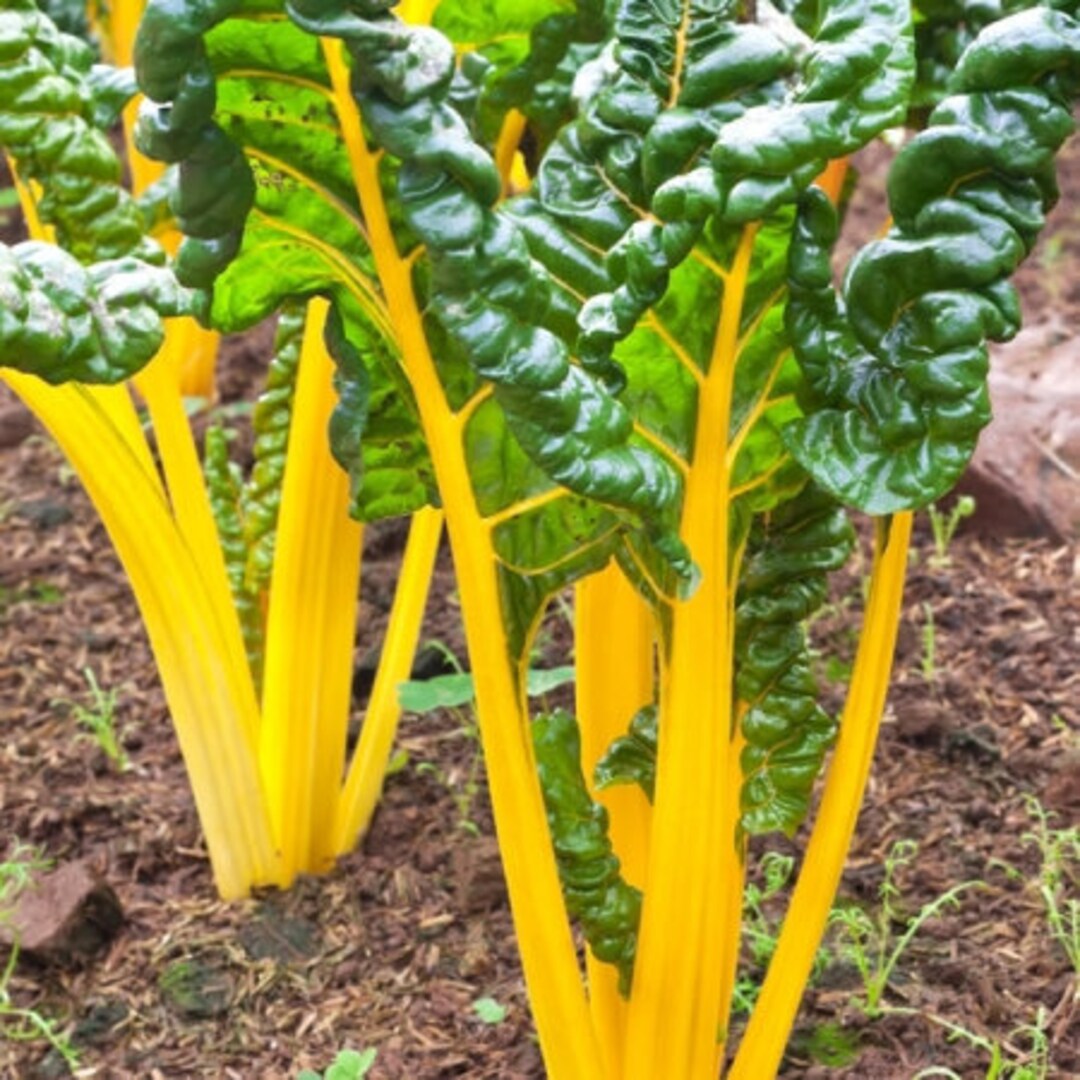 100 Yellow CANARY SWISS CHARD- Beta Vulgaris Perpetual Spinach ...