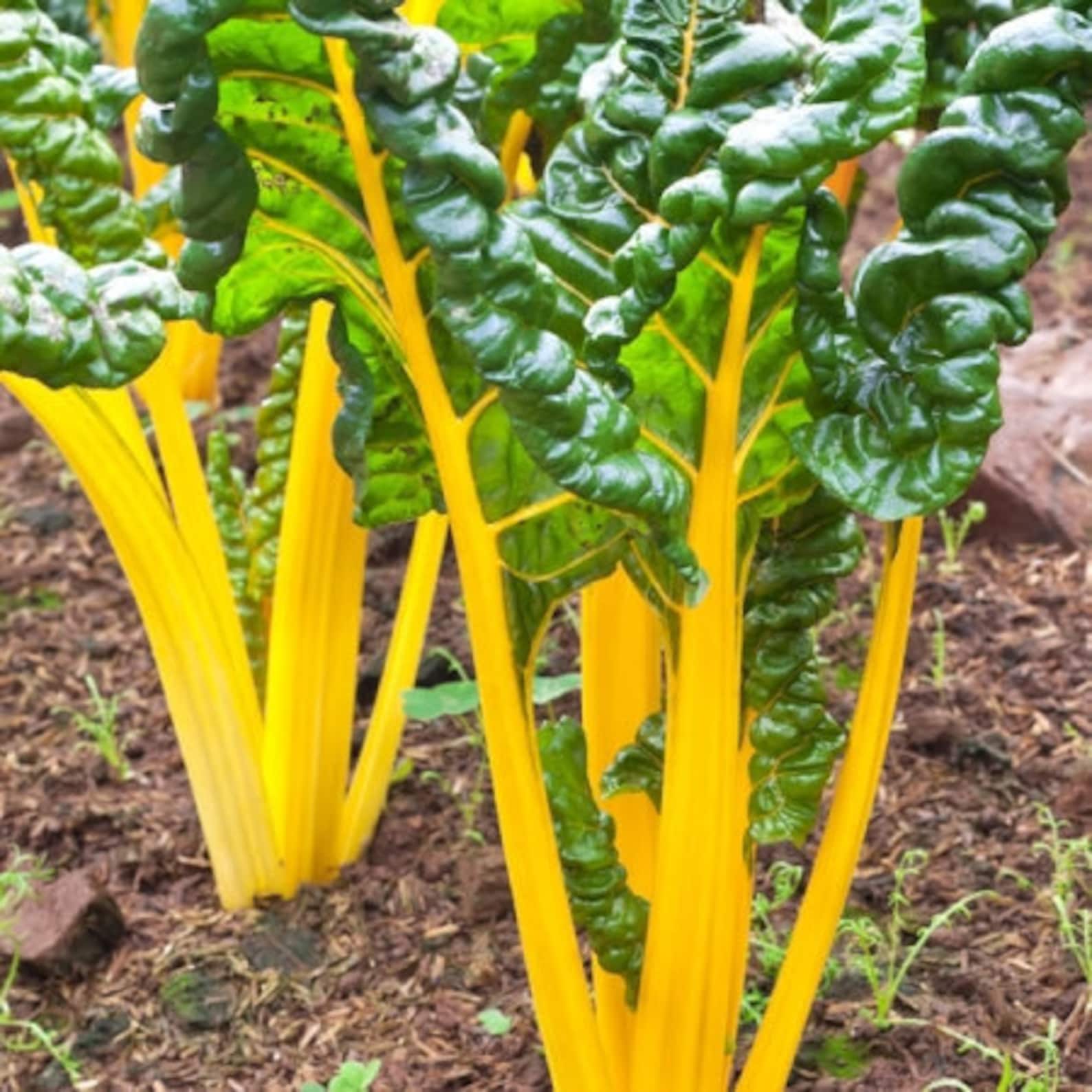 100 Yellow CANARY SWISS CHARD- Beta Vulgaris Perpetual Spinach ...