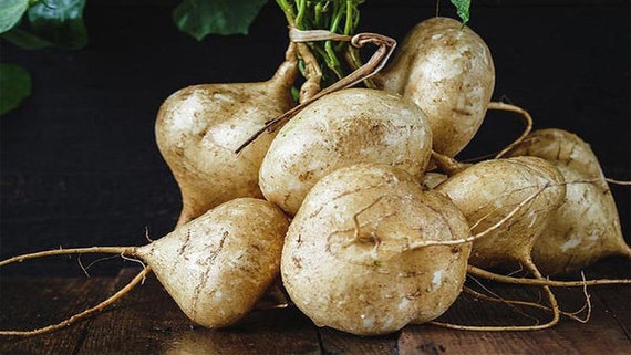 40 TRUE JICAMA Vietnamese Ců Đâ.u pachyrhizus Erosus - Etsy