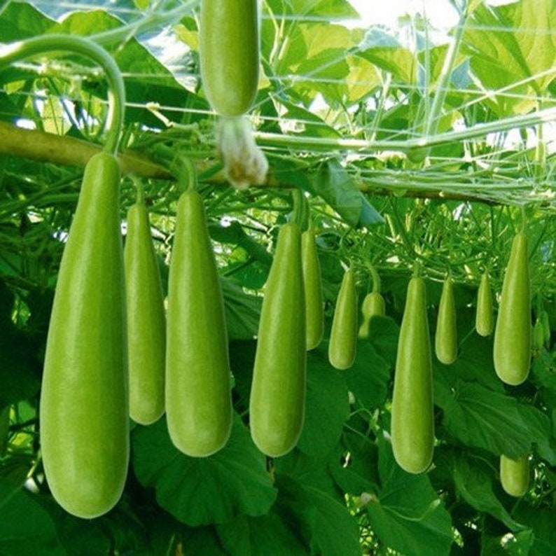 10 Hybrid Seeds- Long Bottle Gourd- NAM TAO NGAM - Bâ'u Da Trön Trái ...