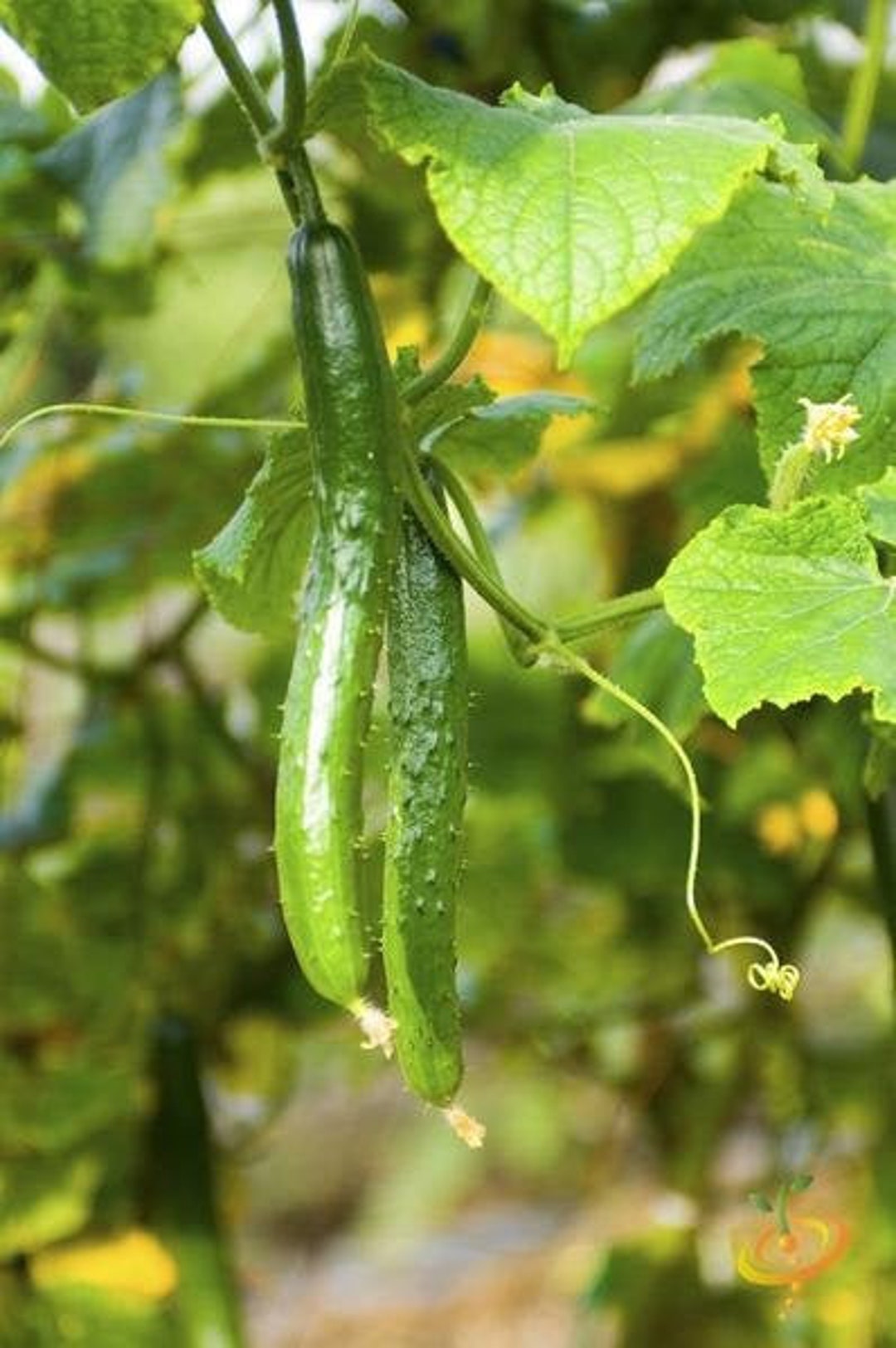 20 CHINESE CURVED SNAKE Cucumber Seeds - Etsy