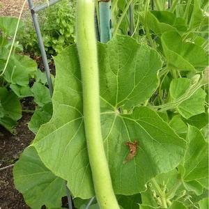 15 CUCUZZI (ITALIAN EDIBLE) Gourd Seeds, Vietnamese Bâu Trái Dài - Etsy